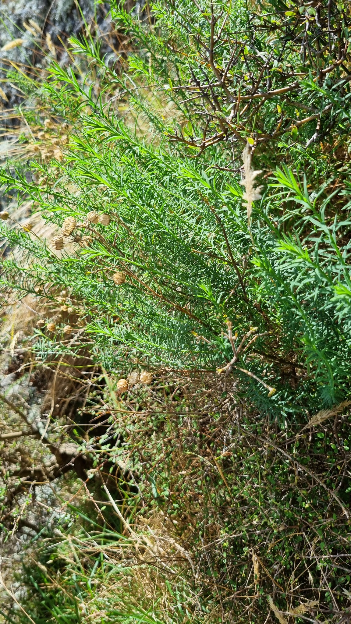 Linum monogynum G.Forst.