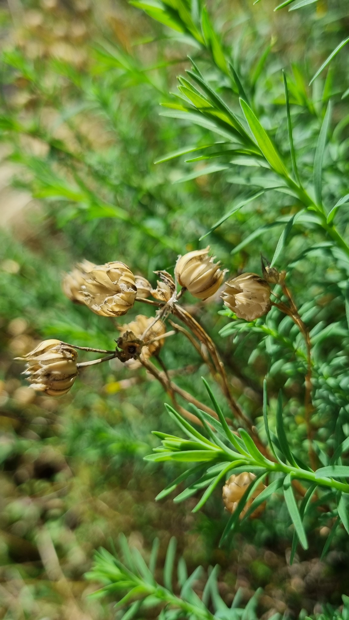 Linum monogynum G.Forst.