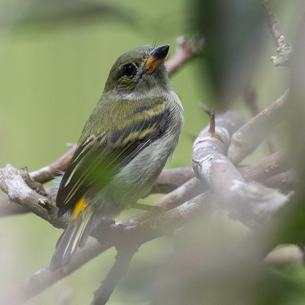 Green Tinkerbird from Kusini, Tanzanie on January 19, 2023 at 02:49 AM ...