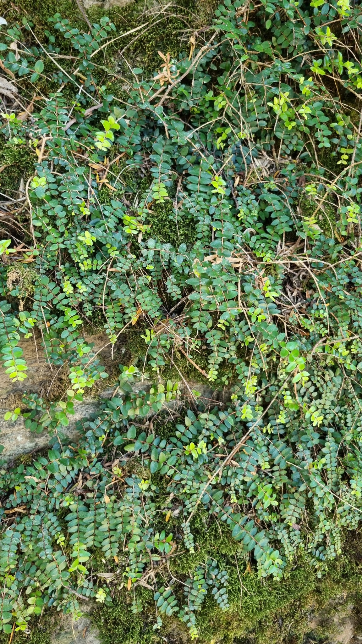 Metrosideros diffusa (G.Forst.) Sm.