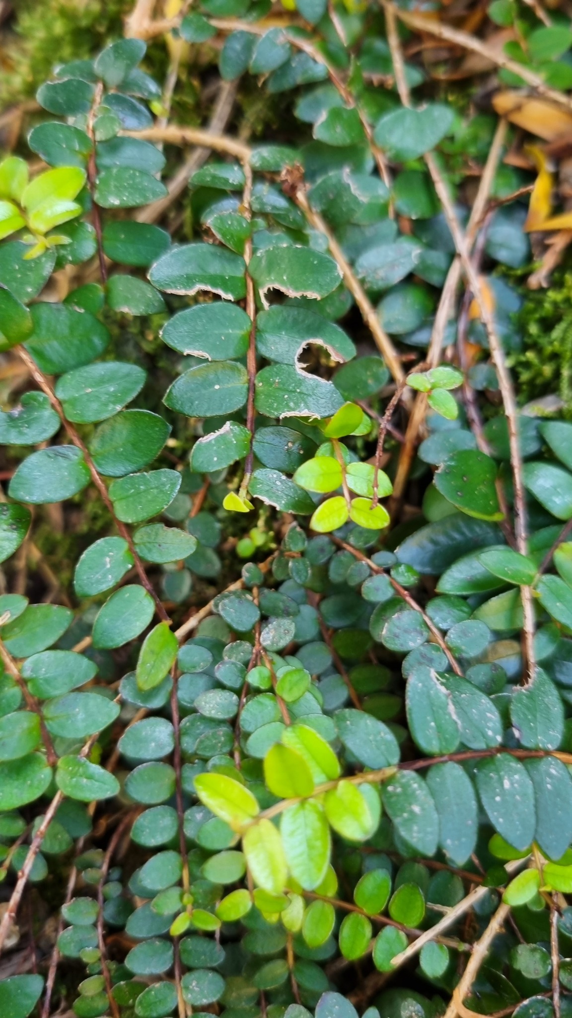 Metrosideros diffusa (G.Forst.) Sm.