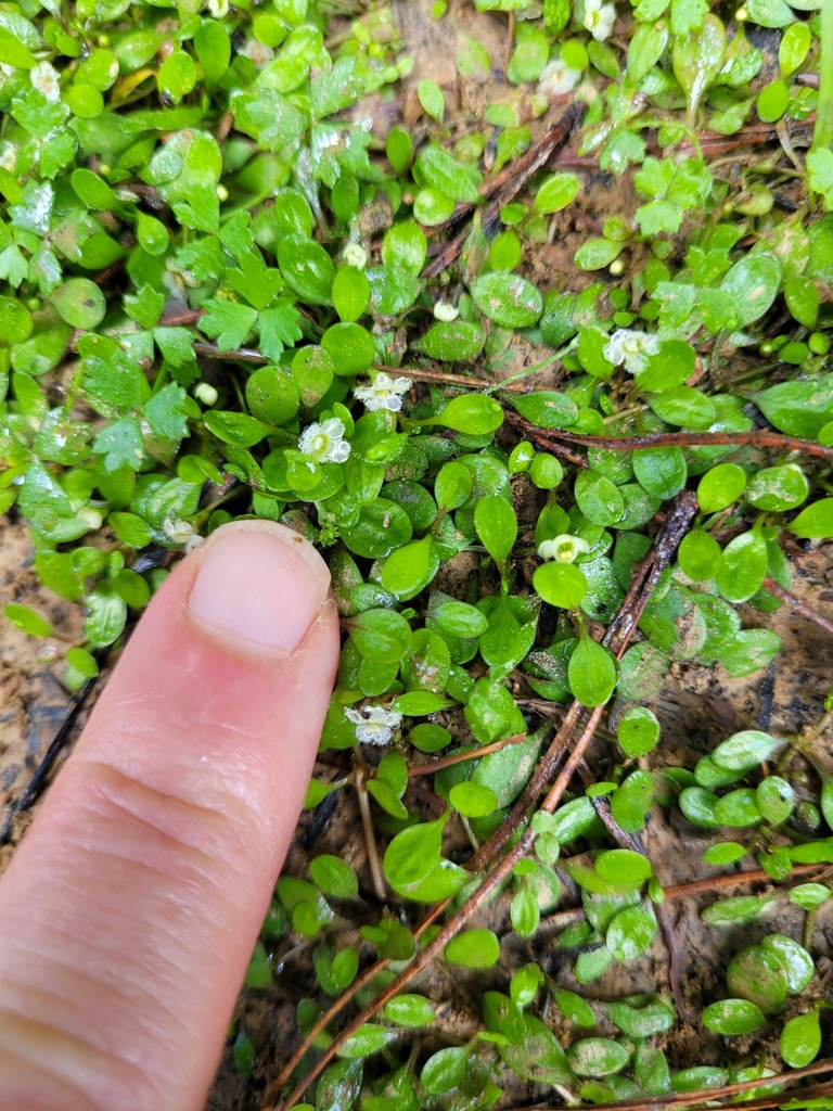 Glossostigma elatinoides from Kawau Island on March 08, 2023 at 10:23 ...