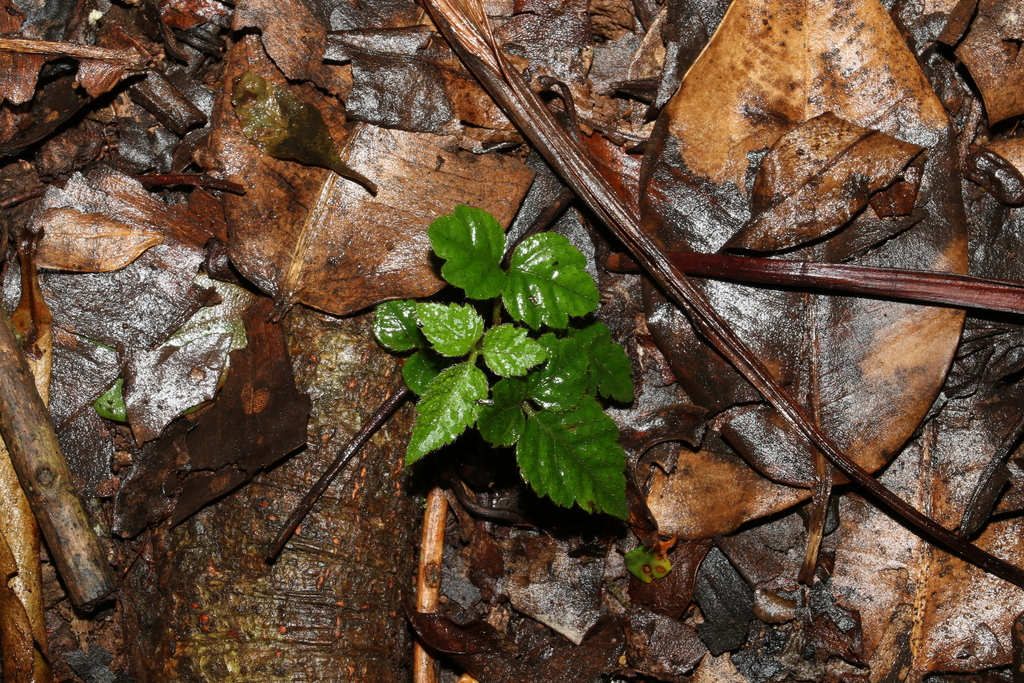 climbing panax from Springbrook QLD 4213, Australia on March 12, 2023 ...