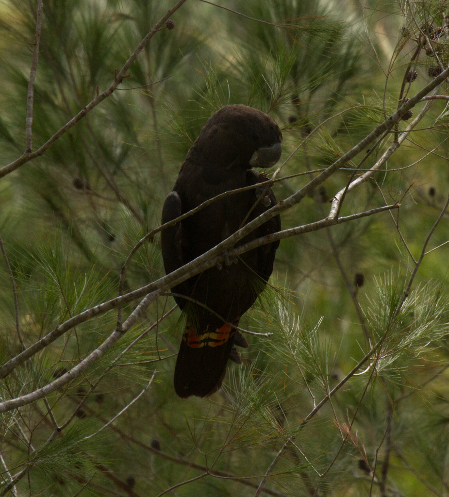 Glossy Black-Cockatoo from Mount Samson QLD 4520, Australia on February ...