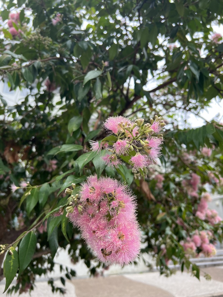 Waterberries from Jonson St, Byron Bay, NSW, AU on October 22, 2022 at ...