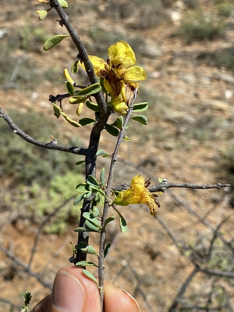Karoo Gold from Garden Route District Municipality, South Africa on ...