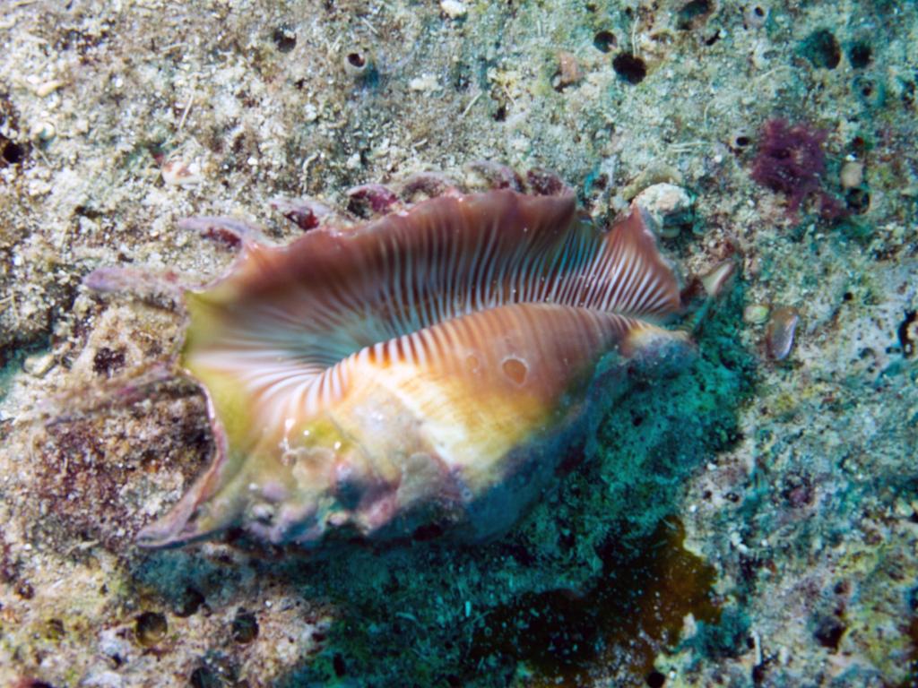 Millipede Spider Conch from Buini Tusu, SB-WE, SB on November 15, 2011 ...