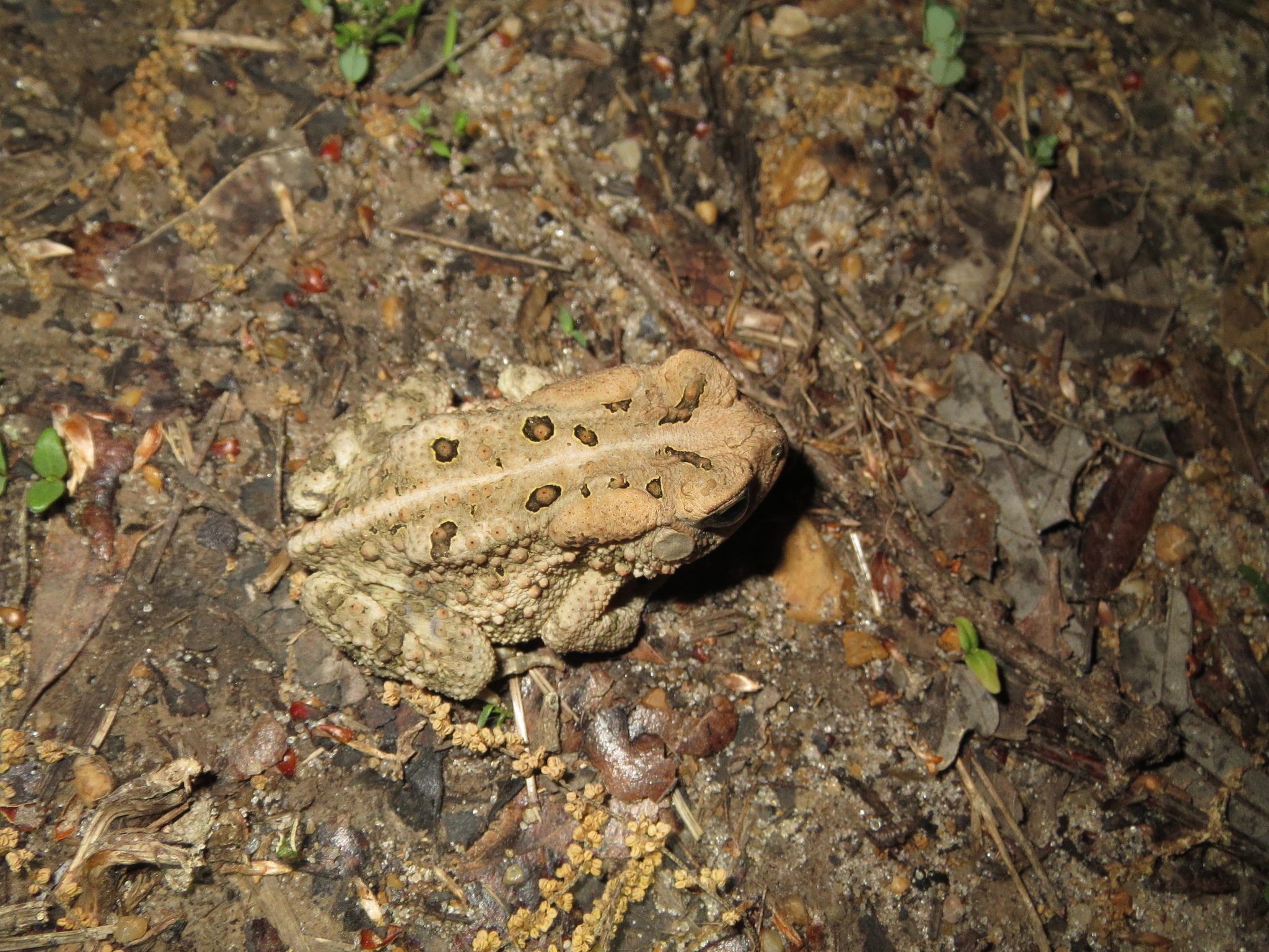 Anaxyrus fowleri (Hinckley, 1882)
