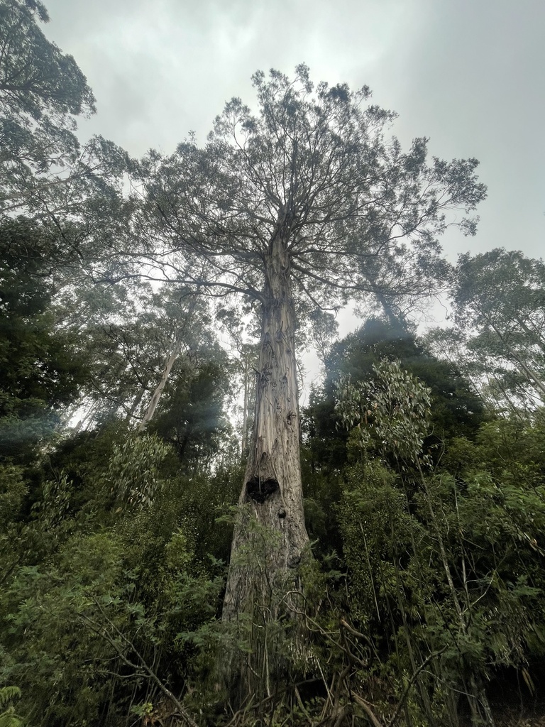 Shining Gum from Tanjil State Forest, Tanjil, VIC, AU on March 12, 2023 ...