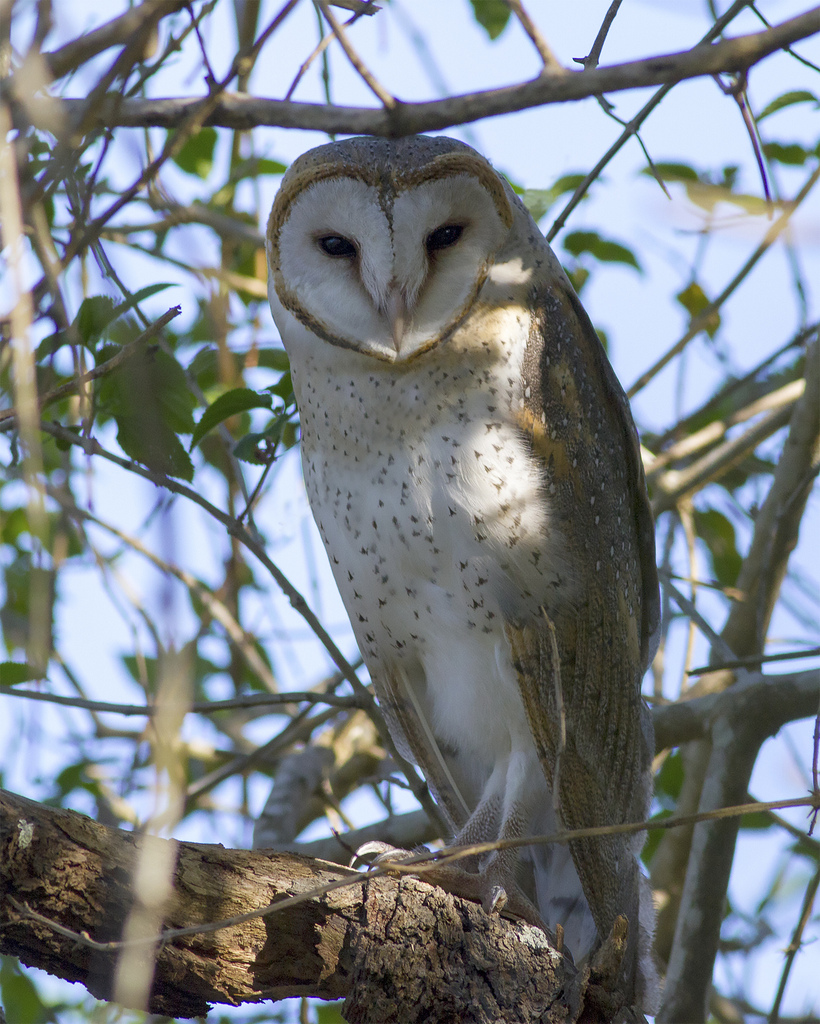 Eastern Barn Owl (Animals of Bardwell Park ) · iNaturalist