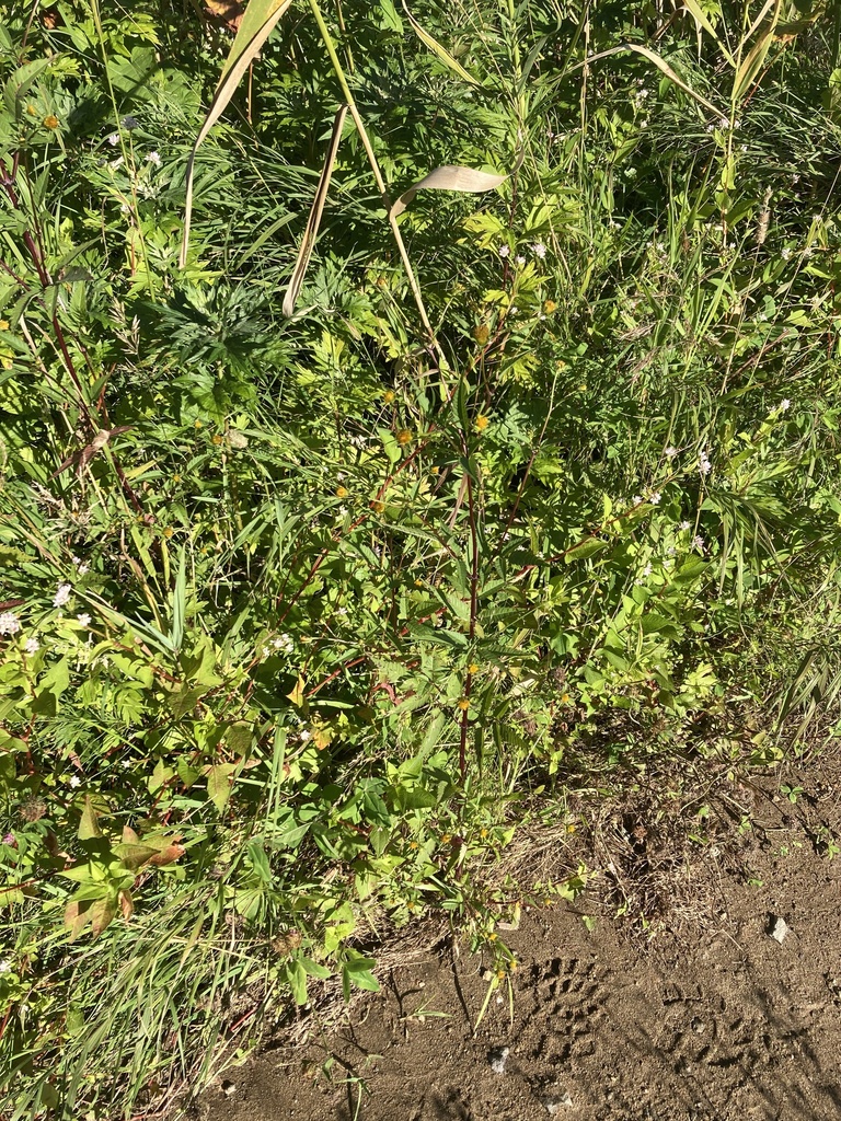 Devil's Beggarticks from Kuril'skiy rayon, RU-SL, RU on September 10 ...