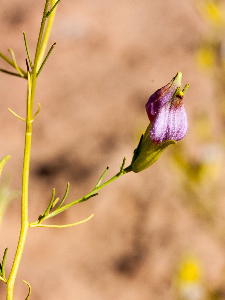Wright's Bird's Beak (Cordylanthus wrightii) - Botanical Realm