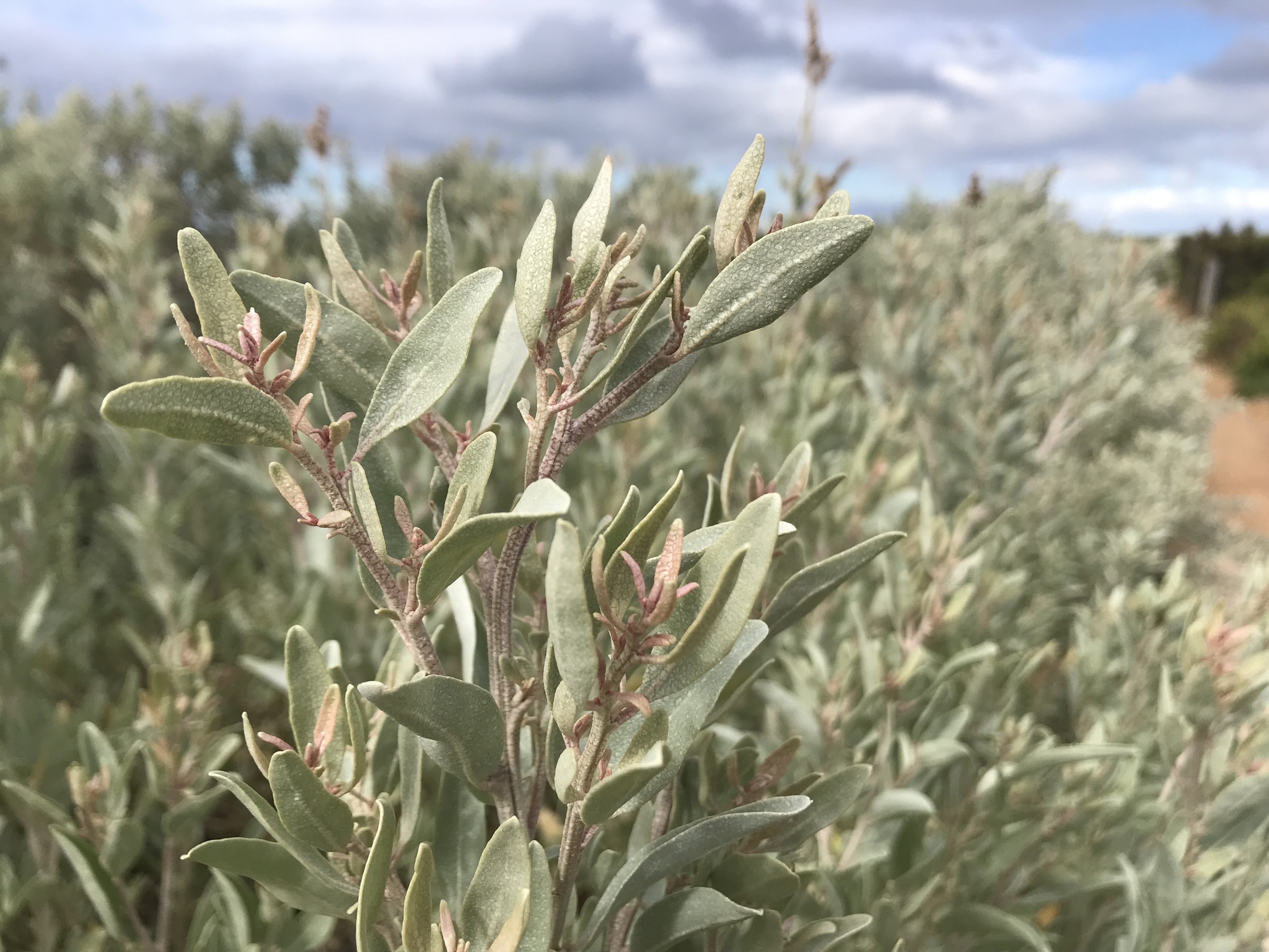 Atriplex cinerea Poir.