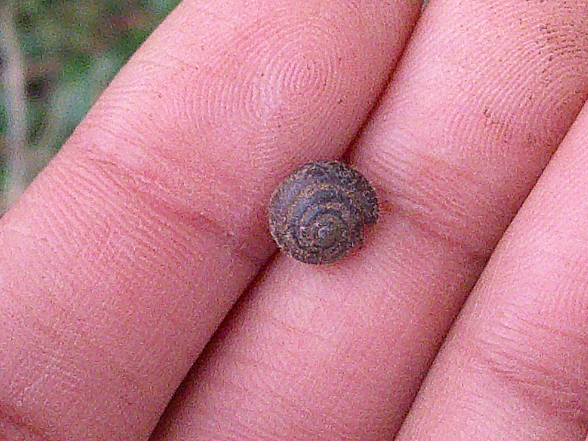 Trochulus hispidus (Linnaeus, 1758)