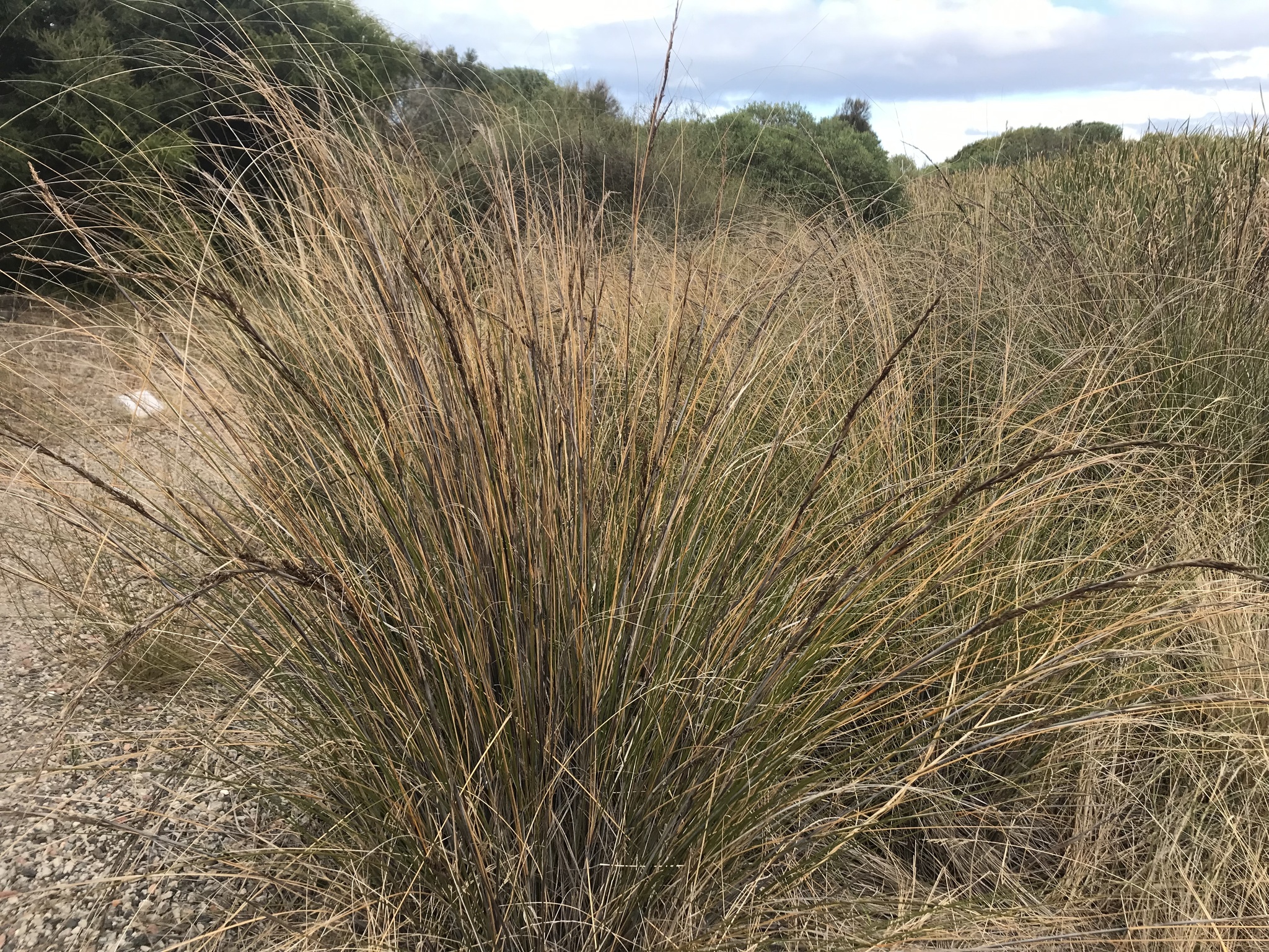 Gahnia filum (Labill.) F.Muell.