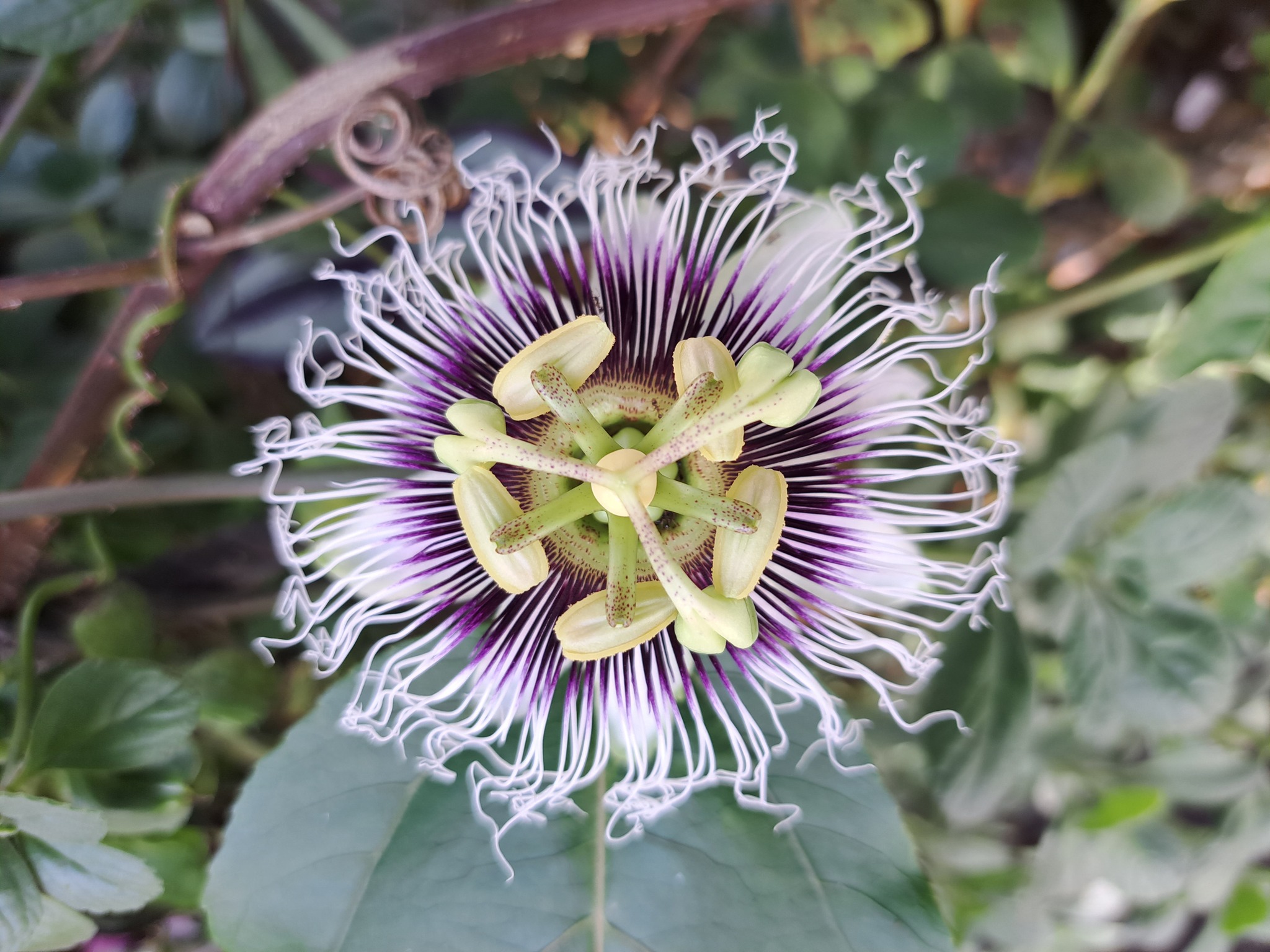 Passiflora edulis f. flavicarpa O.Deg.