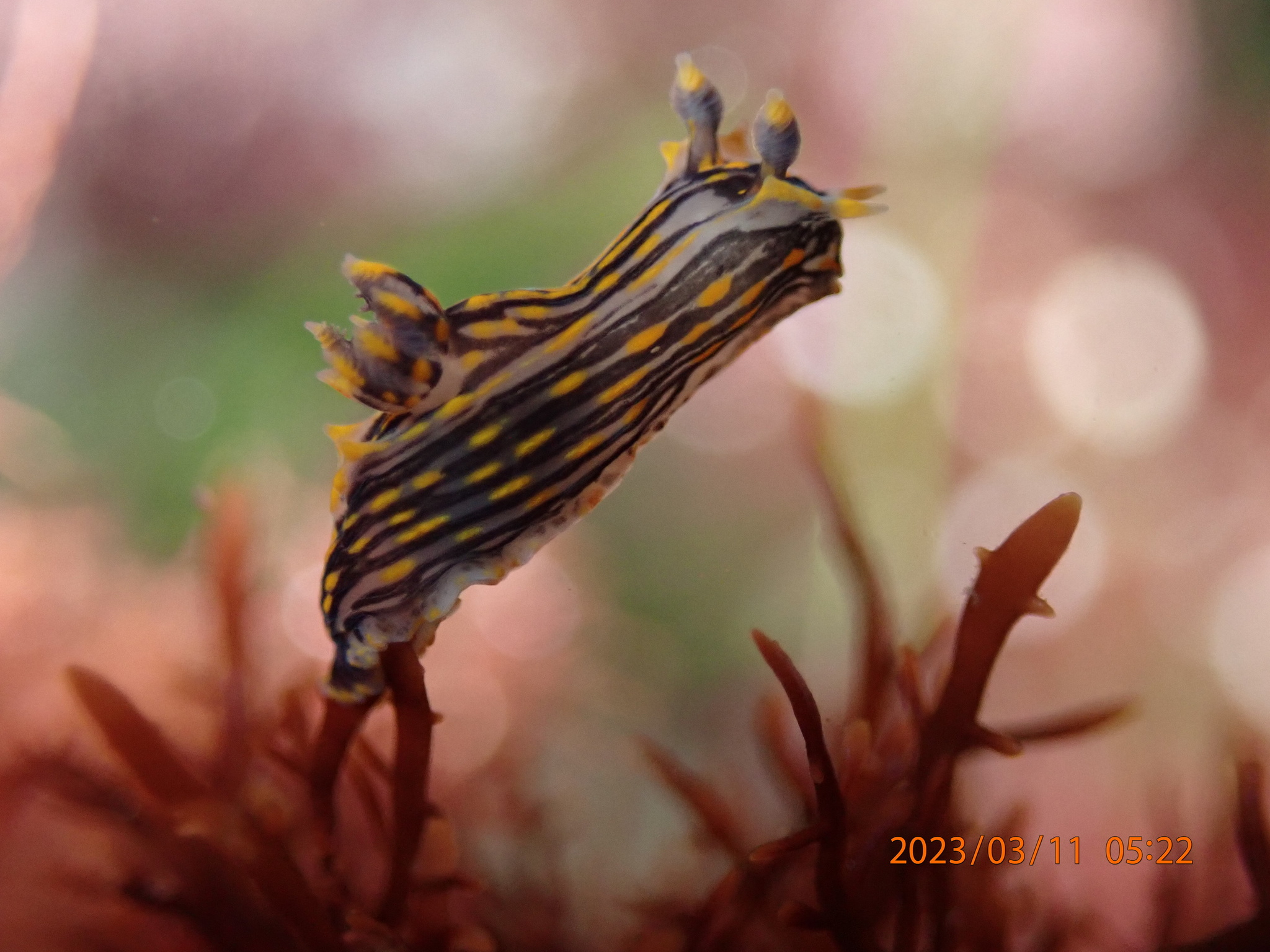 Polycera atra MacFarland, 1905