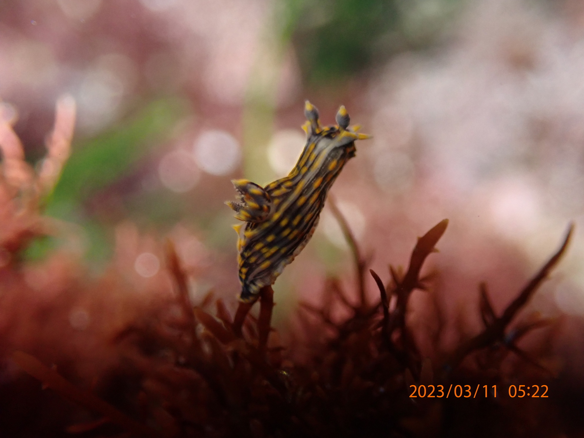 Polycera atra MacFarland, 1905