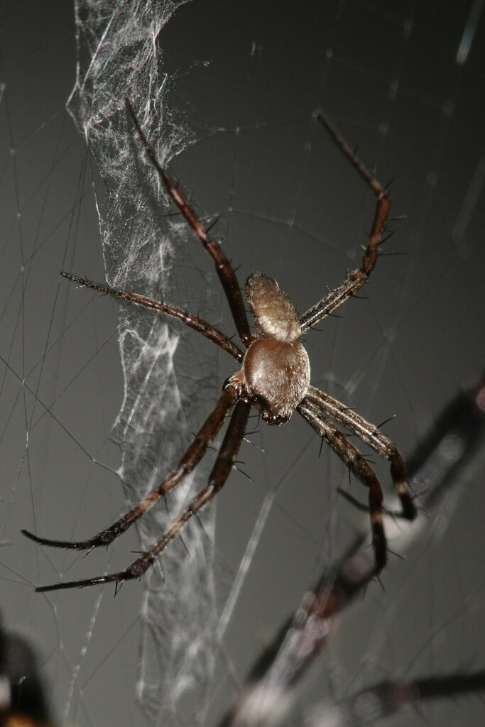 Mangrove Saint Andrew's Cross Spider from Lim Chu Kang, Singapore on ...