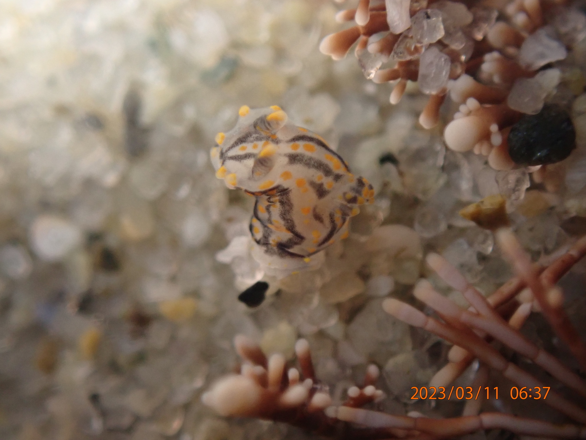 Polycera atra MacFarland, 1905