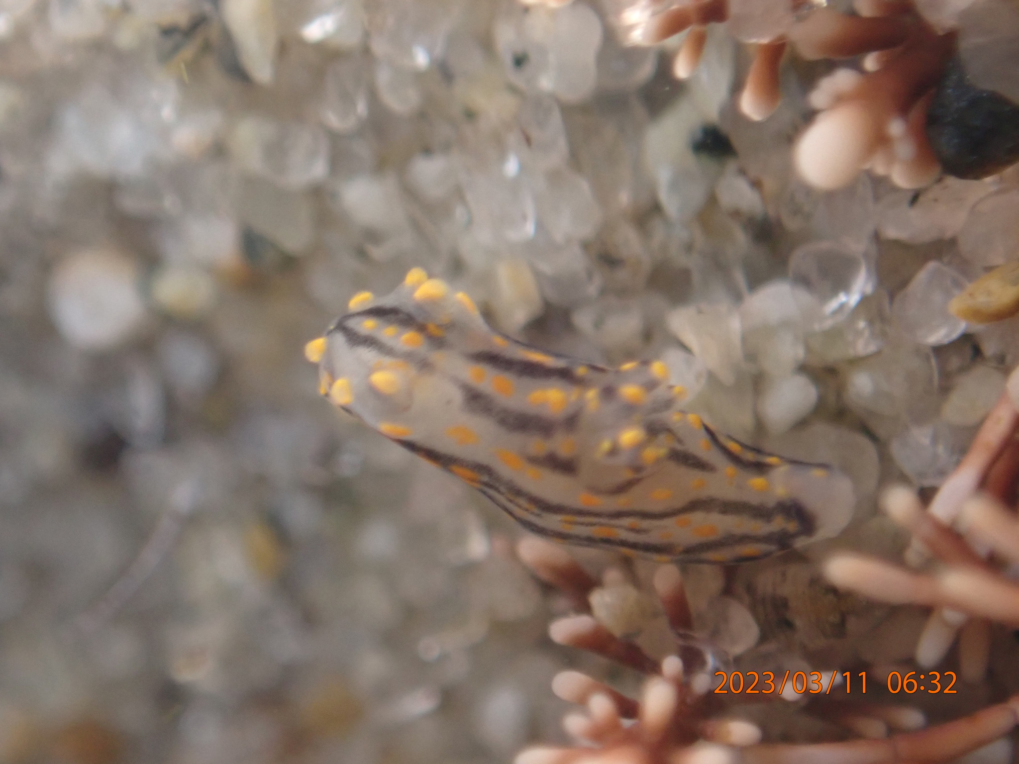 Polycera atra MacFarland, 1905