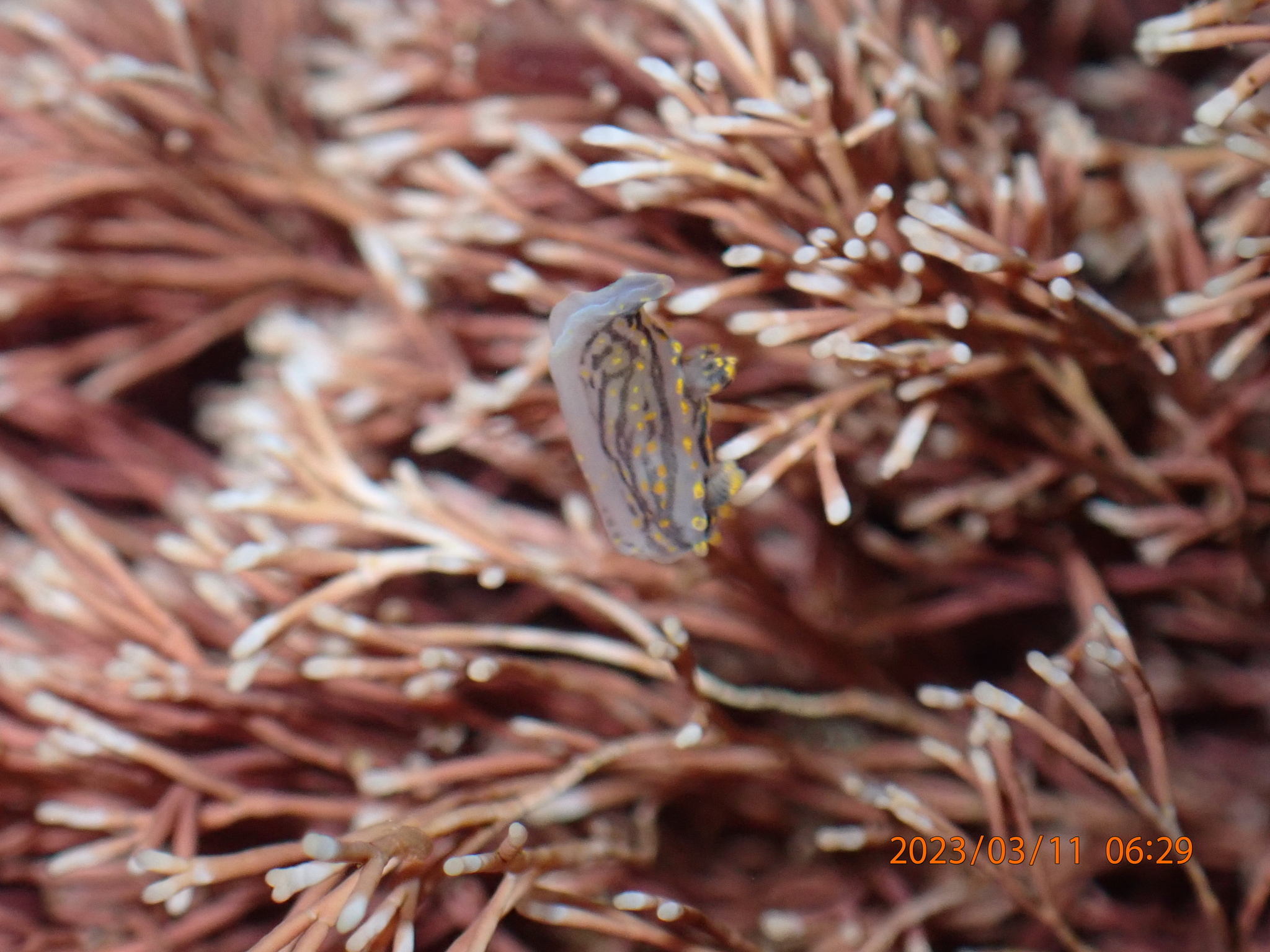 Polycera atra MacFarland, 1905