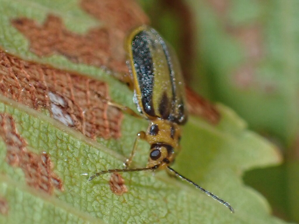 Elm Leaf Beetle from Belair SA 5052, Australia on March 11, 2023 at 11: ...