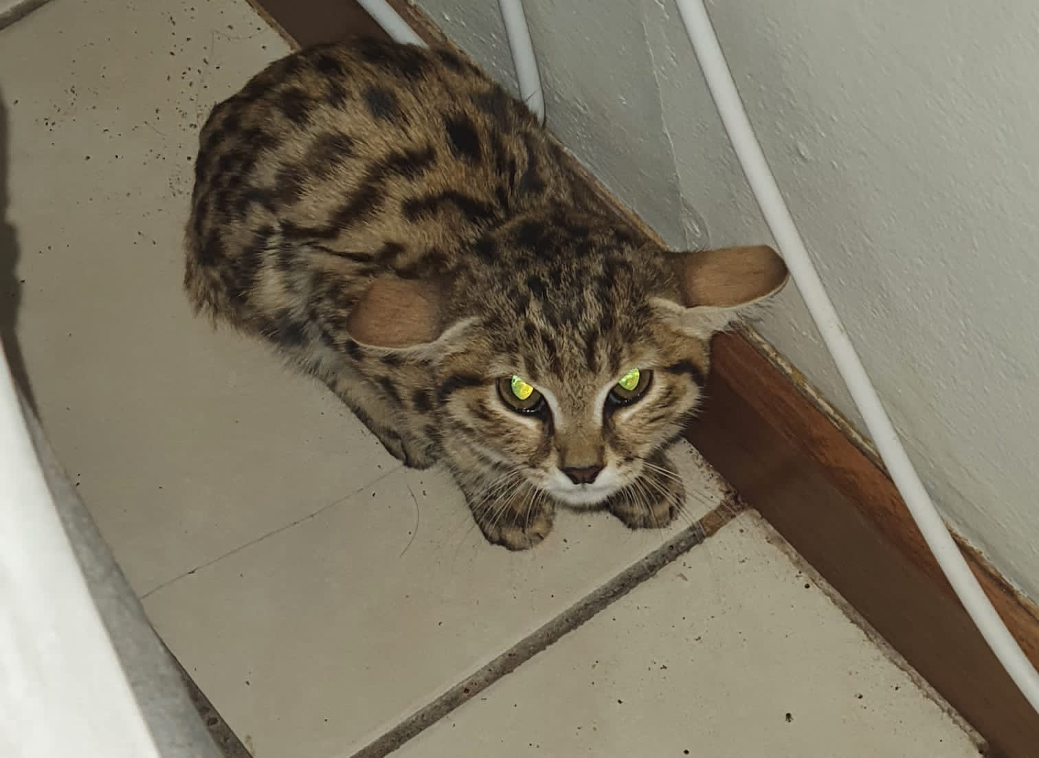 Felis nigripes Burchell, 1824