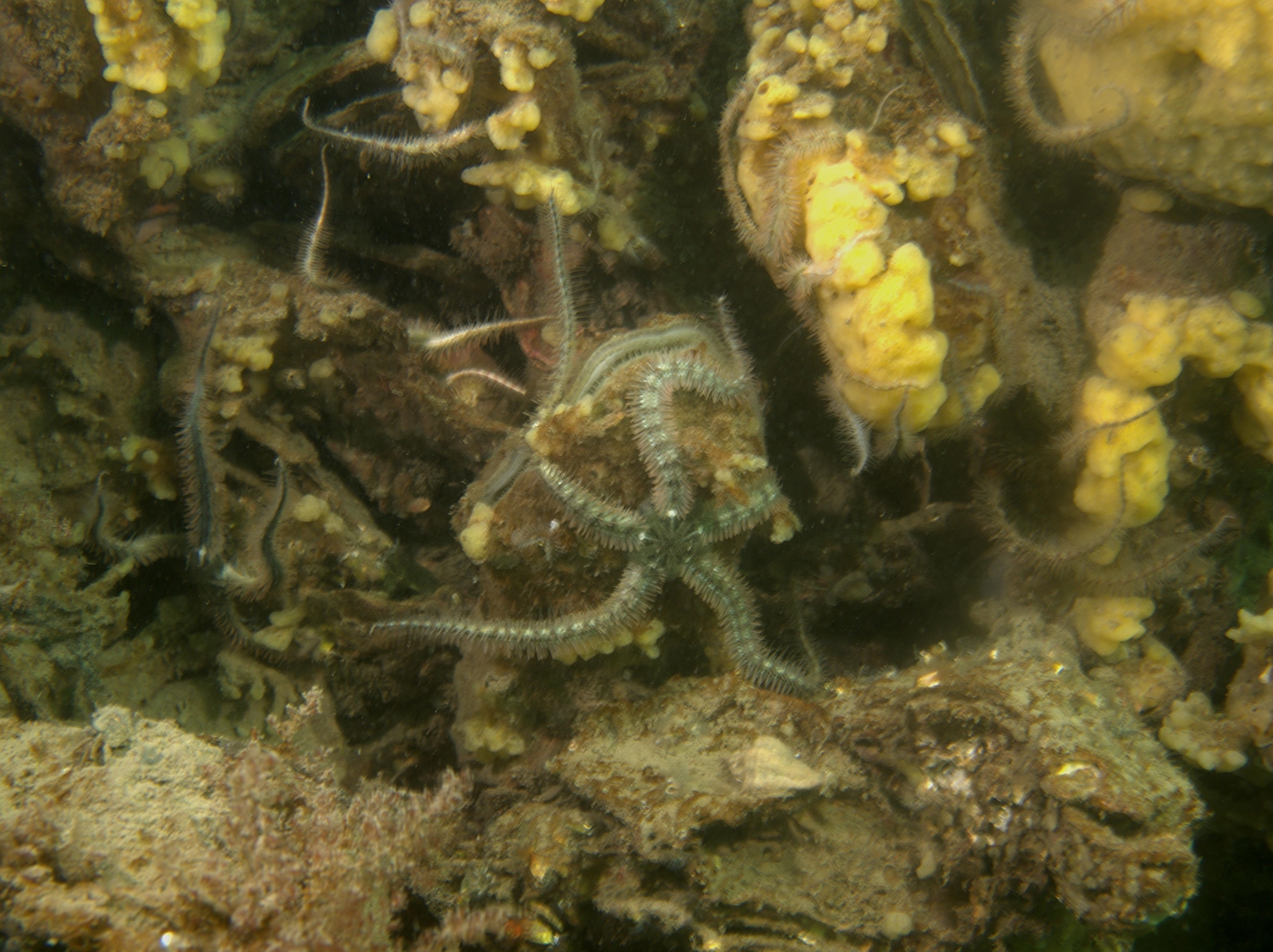 Ophiothrix fragilis (Abildgaard, 1789)