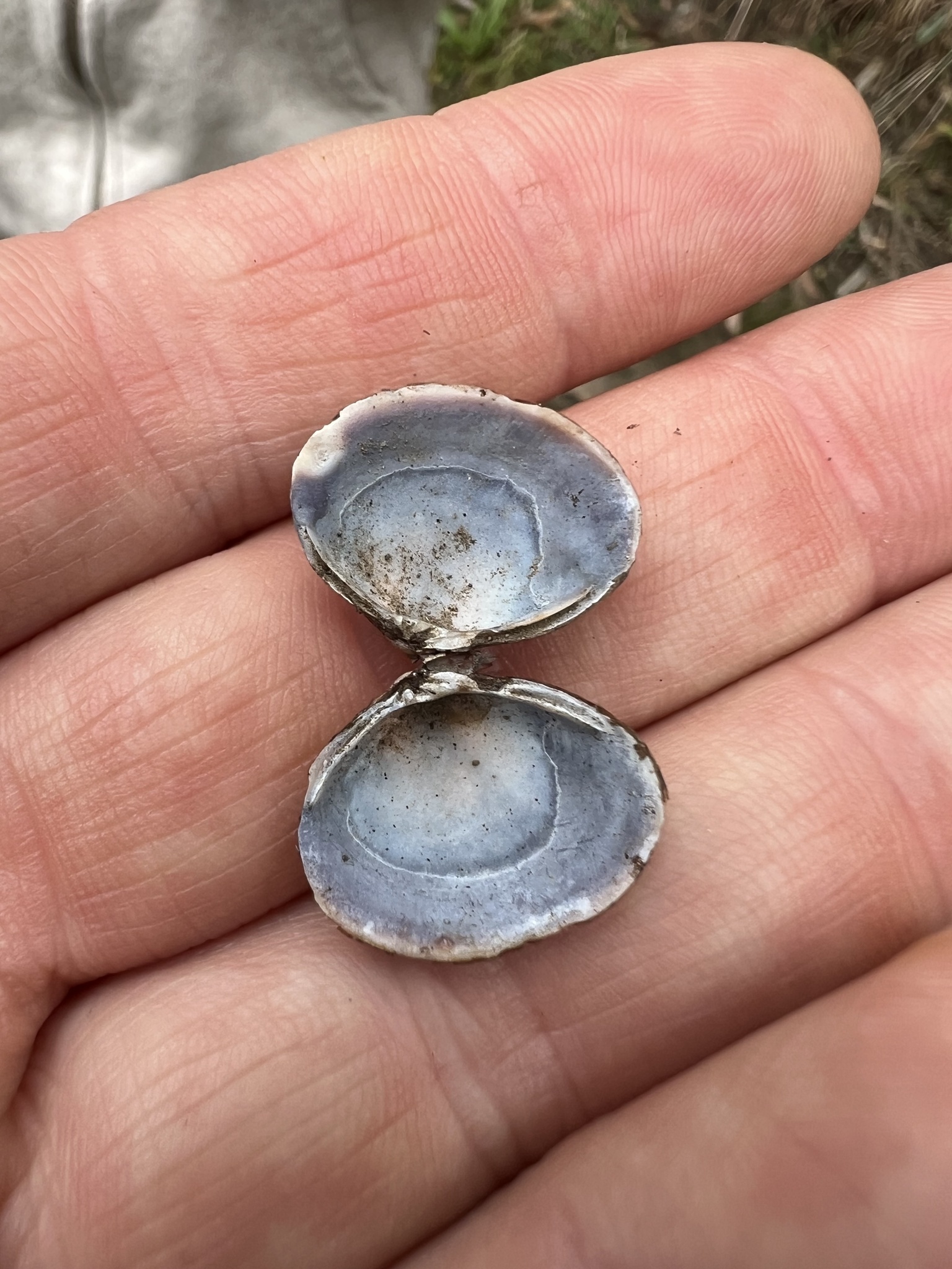 Corbicula australis (Deshayes, 1830)