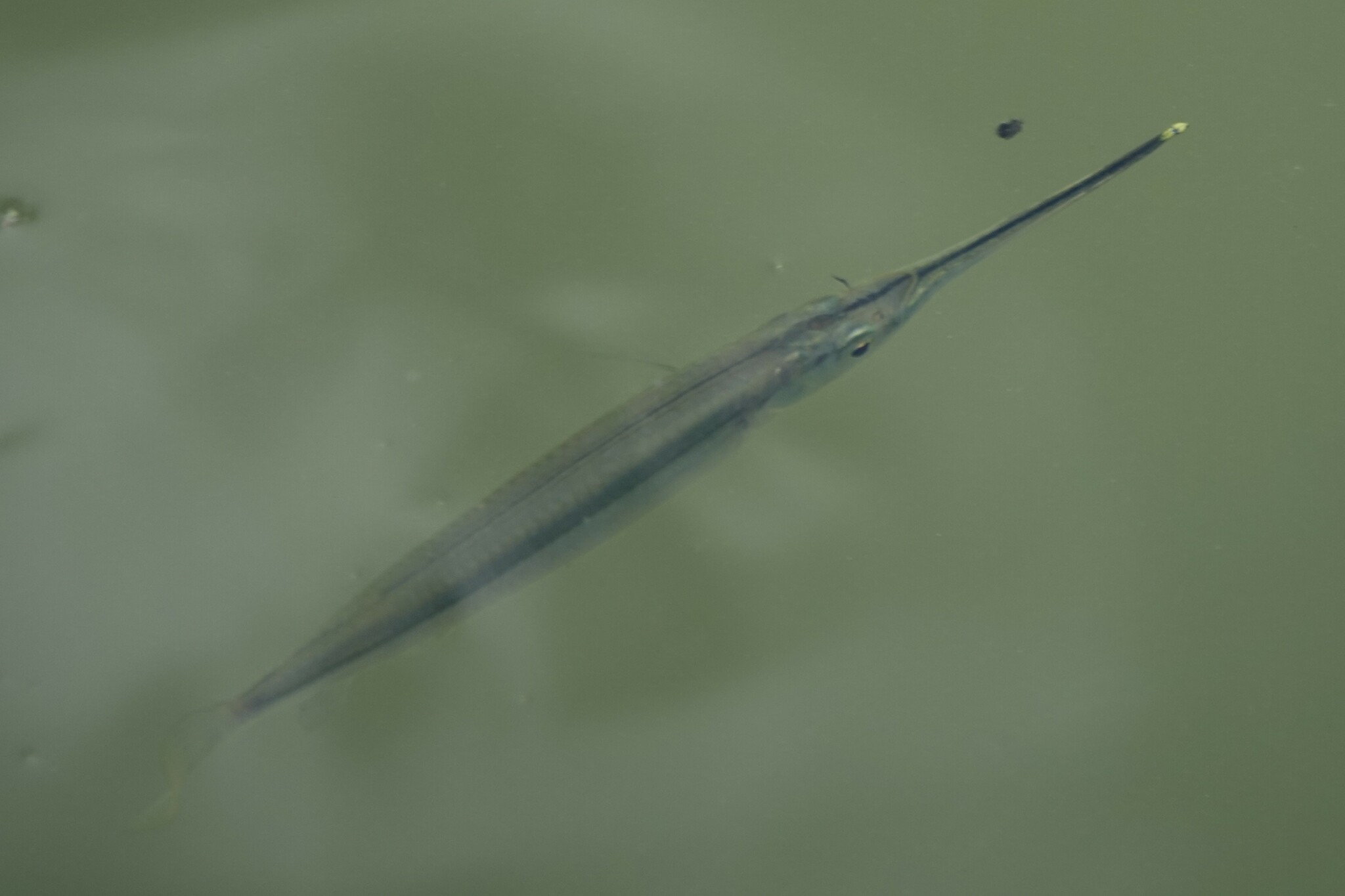 Zenarchopterus buffonis (Valenciennes, 1847)