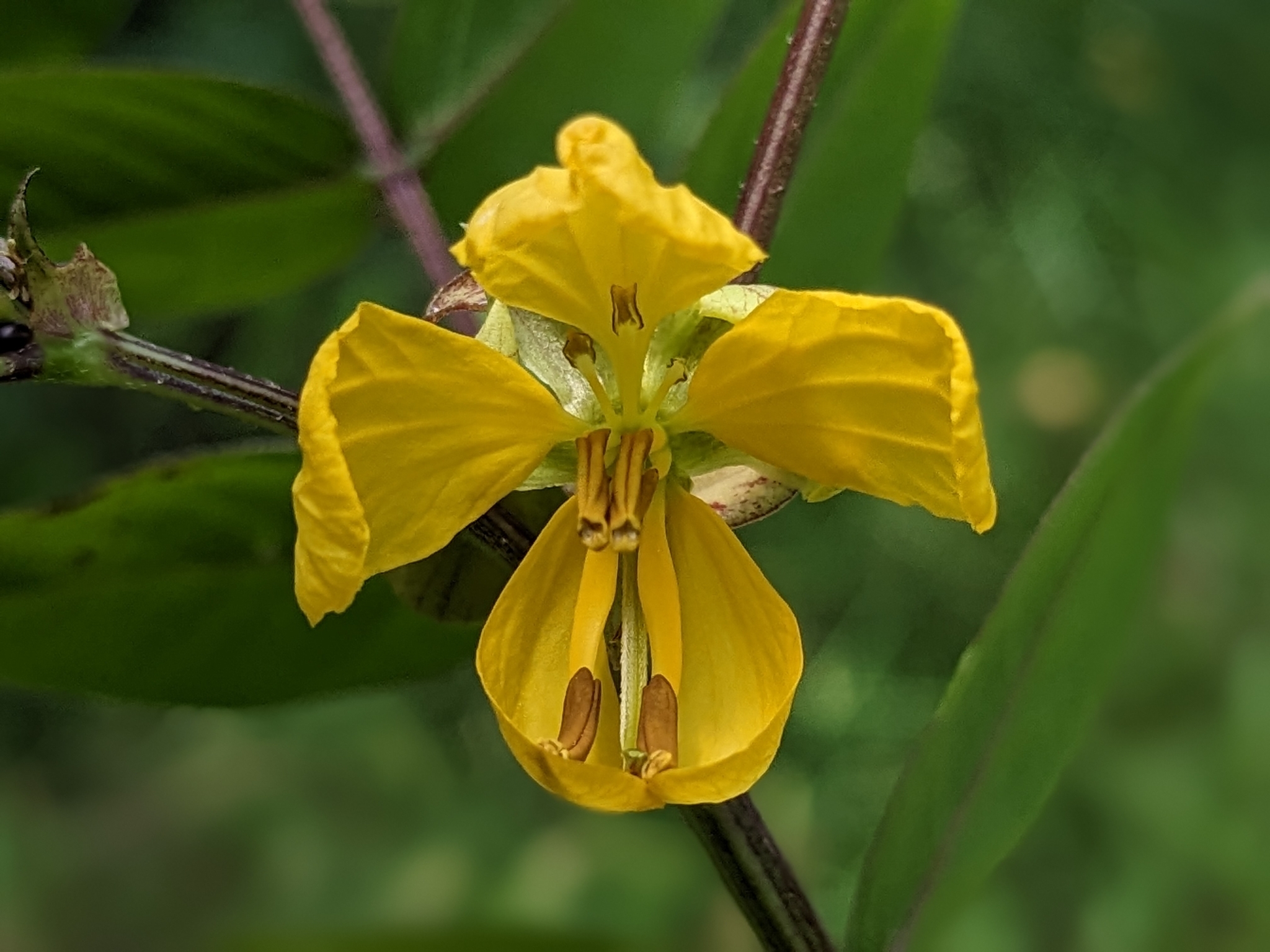 Senna occidentalis (L.) Link