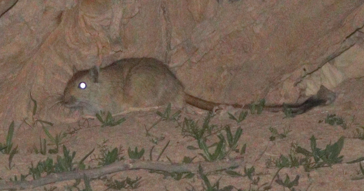 Meriones libycus Lichtenstein, 1823