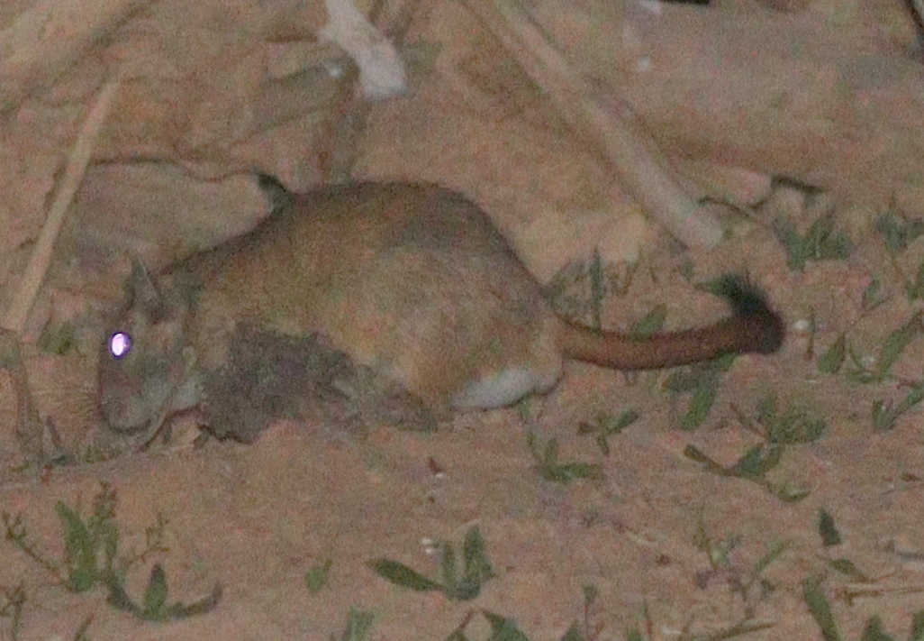 Meriones libycus Lichtenstein, 1823