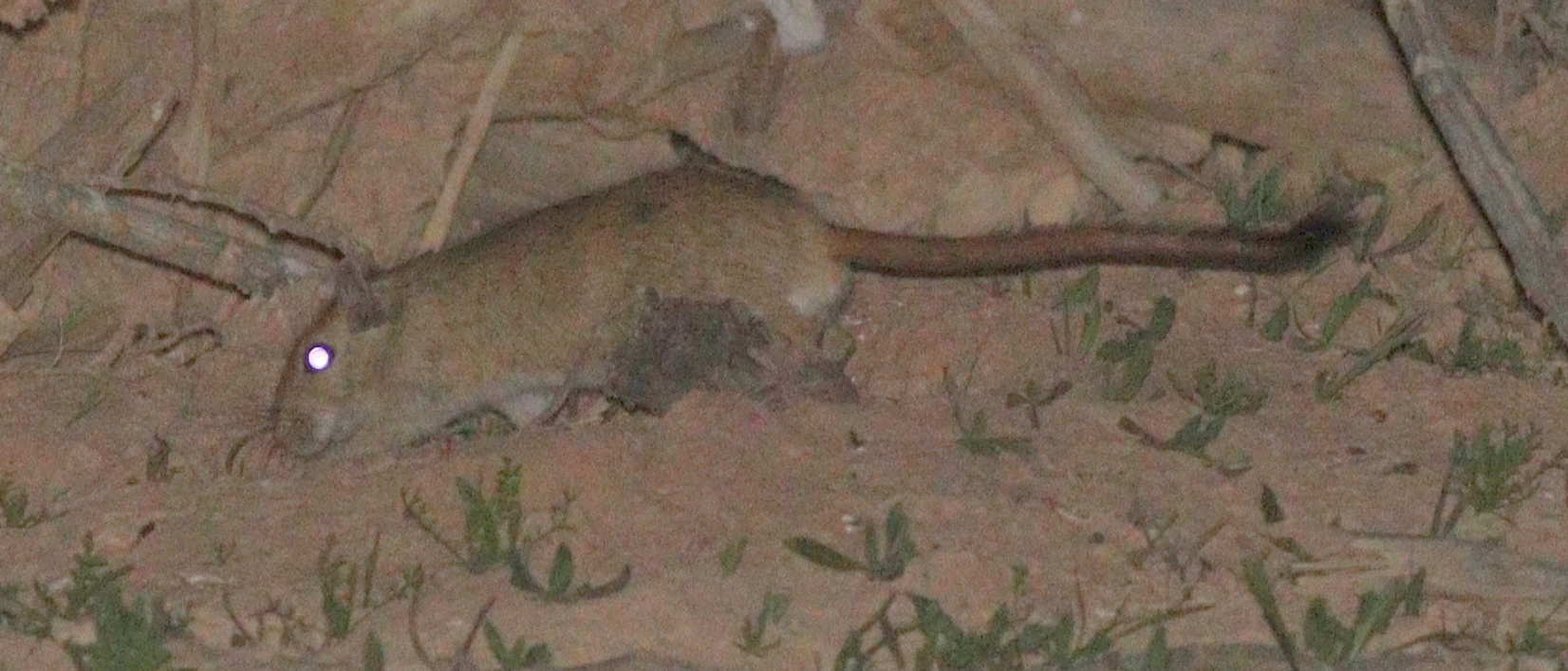 Meriones libycus Lichtenstein, 1823