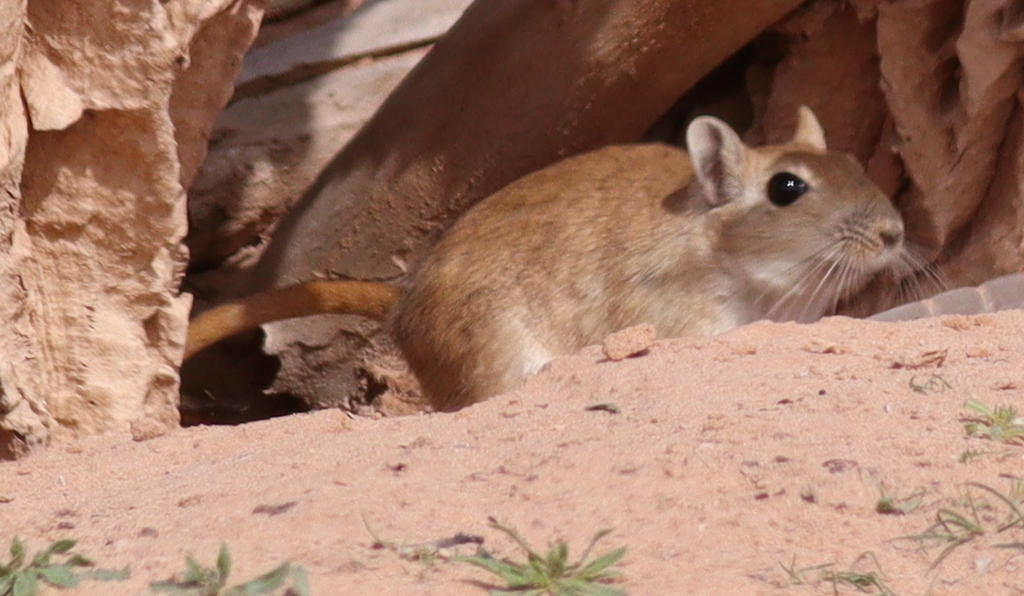 Libyan Jird from Horimlaa Saudi Arabia on February 19, 2023 at 09:18 AM ...