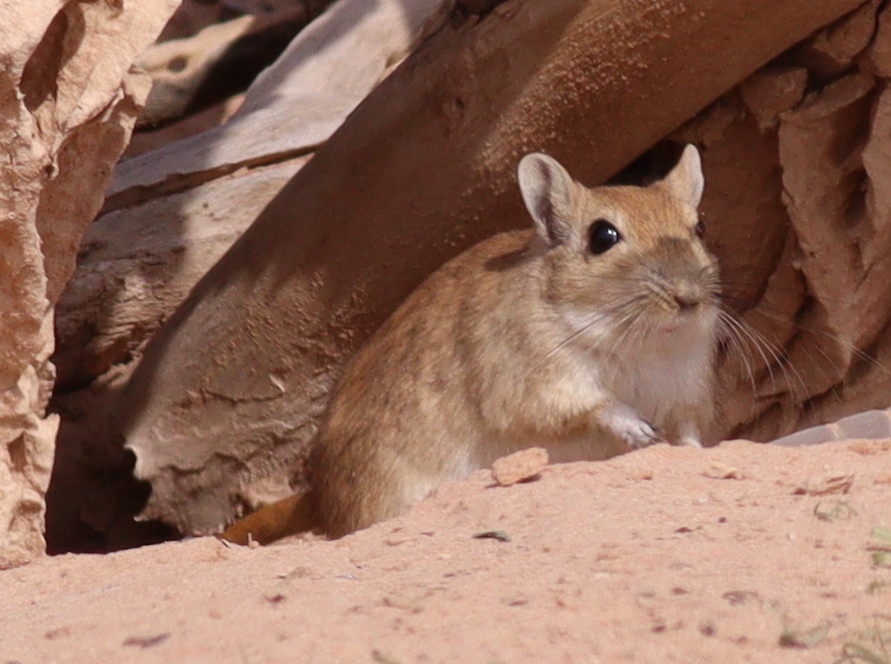 Meriones libycus Lichtenstein, 1823