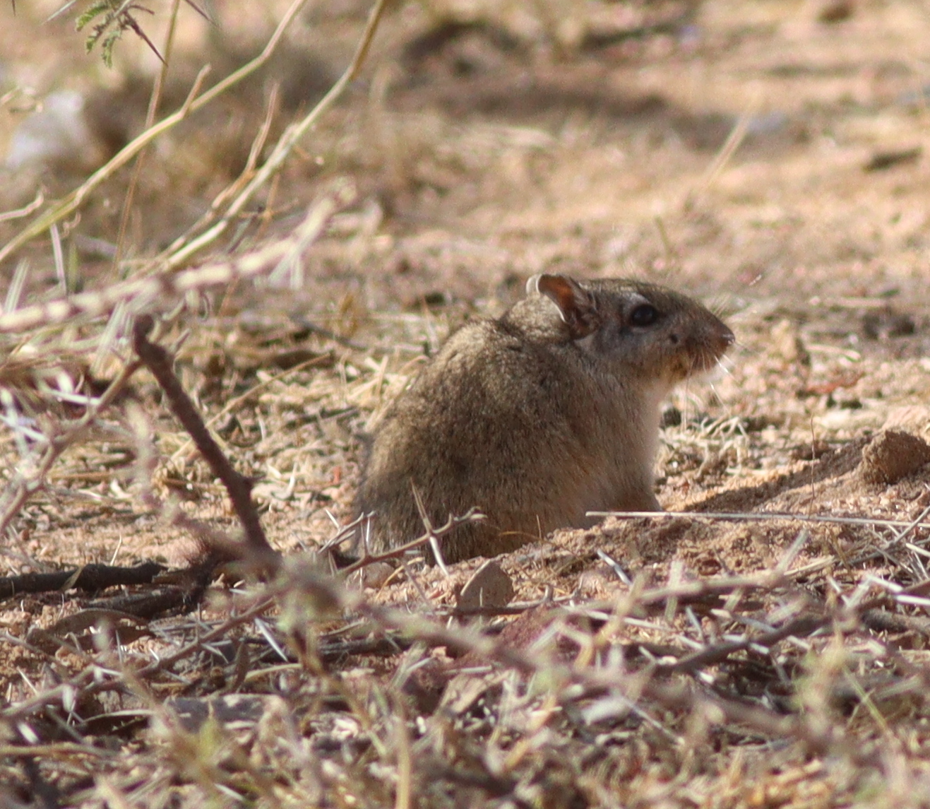 Meriones rex Yerbury & Thomas, 1895