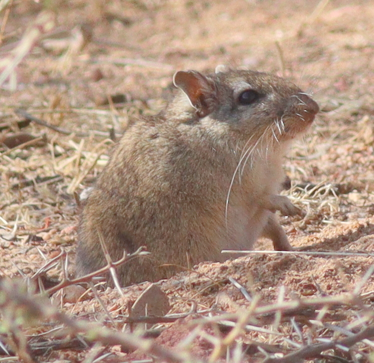 Meriones rex Yerbury & Thomas, 1895