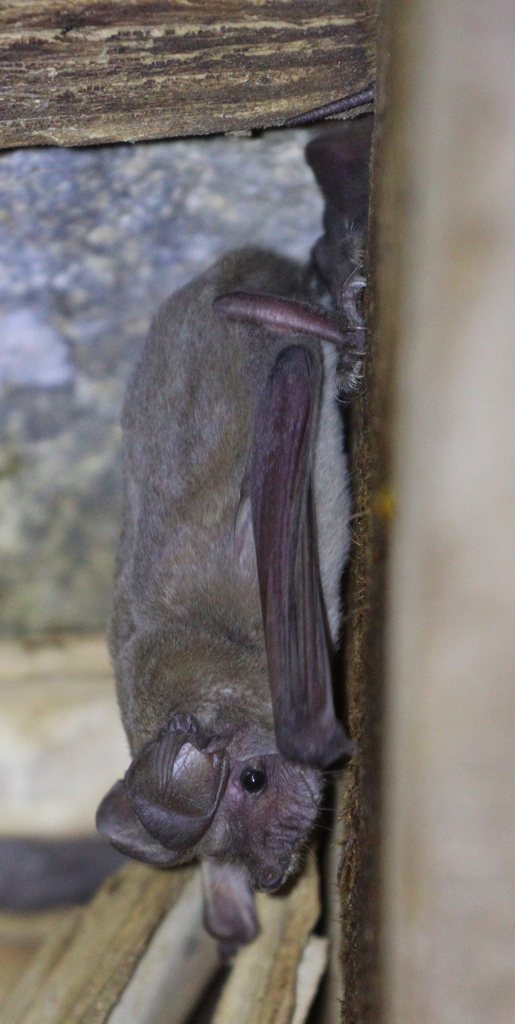 Egyptian Free-tailed Bat from Abu ʽArish Saudi Arabia on March 3, 2023 ...