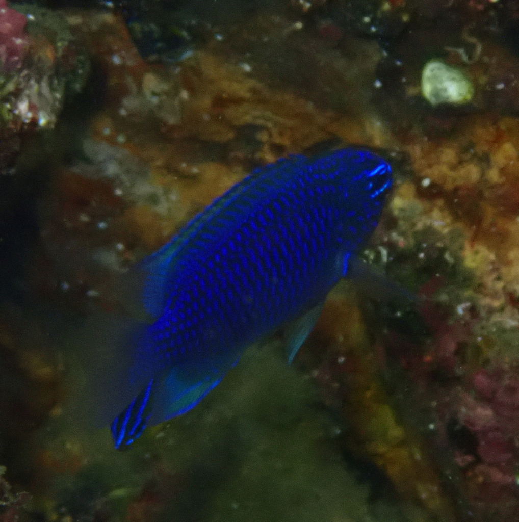 Australian Damsel from Sydney NSW, Australia on March 12, 2023 at 12:17 ...