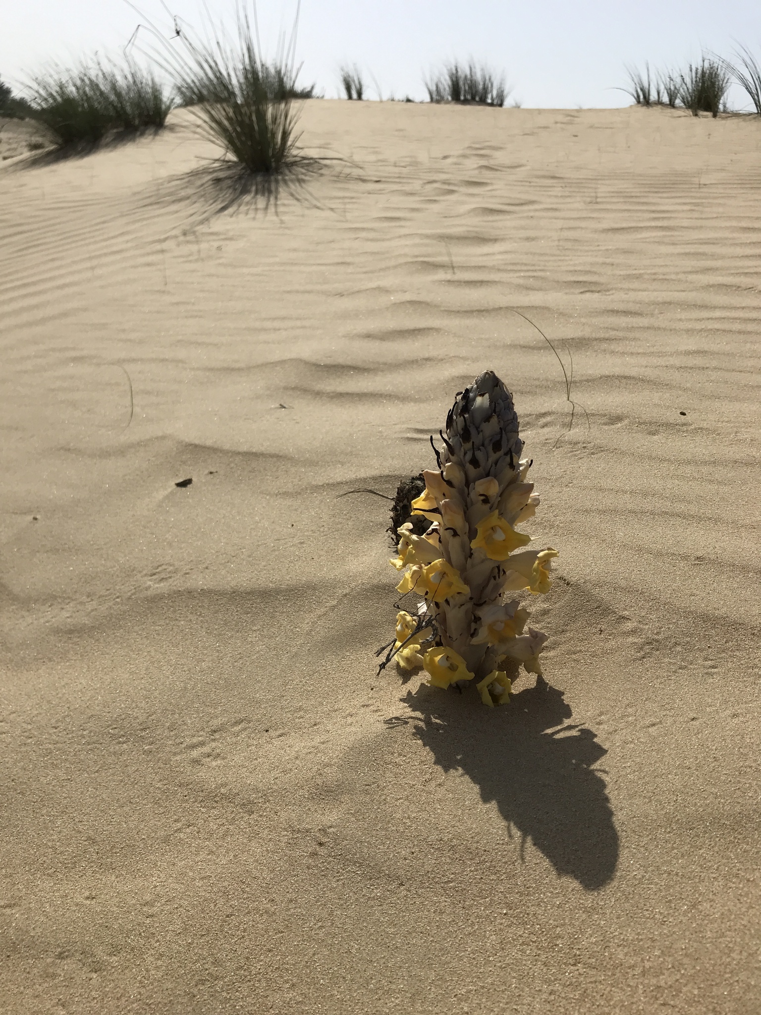 Cistanche tubulosa (Schenk) Wight