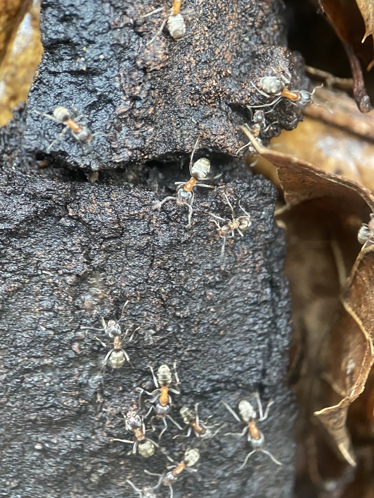 Western Velvety Tree Ant from Cleveland National Forest, Murrieta, CA ...