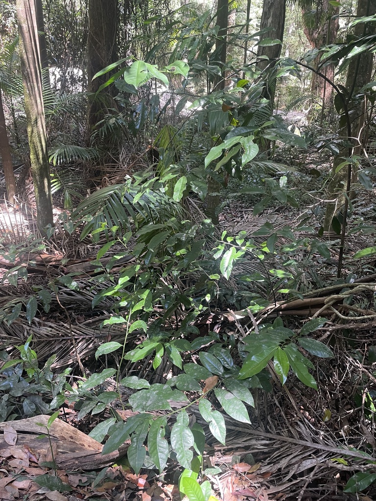 Bolwarra from K’gari (Fraser Island) Recreation Area, Eurong, QLD, AU ...