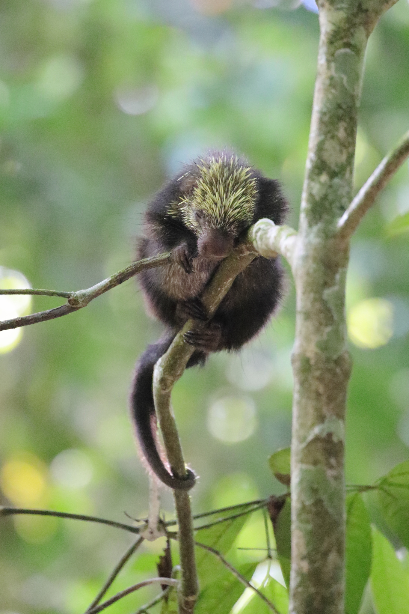 Sphiggurus mexicanus (Kerr, 1792)