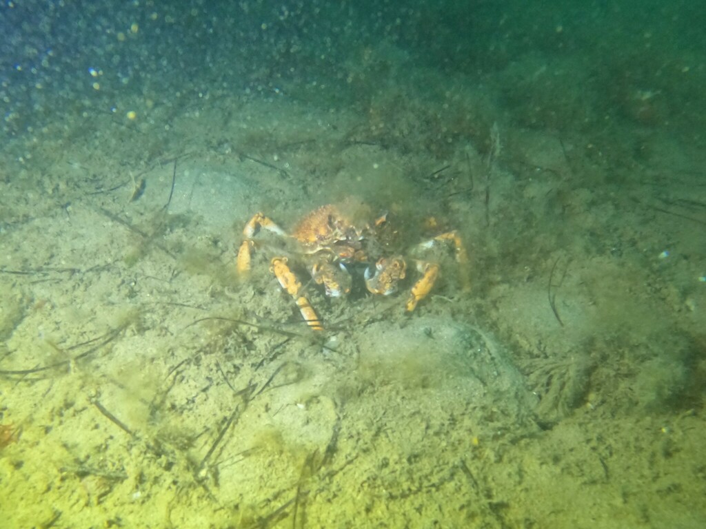 Great spider crab from 2900 Point Nepean Rd, Blairgowrie VIC 3942 ...
