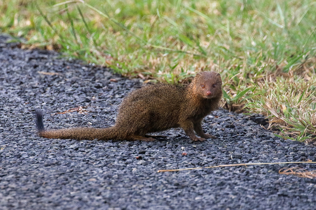 Common Slender Mongoose from uMkhanyakude District Municipality, South ...