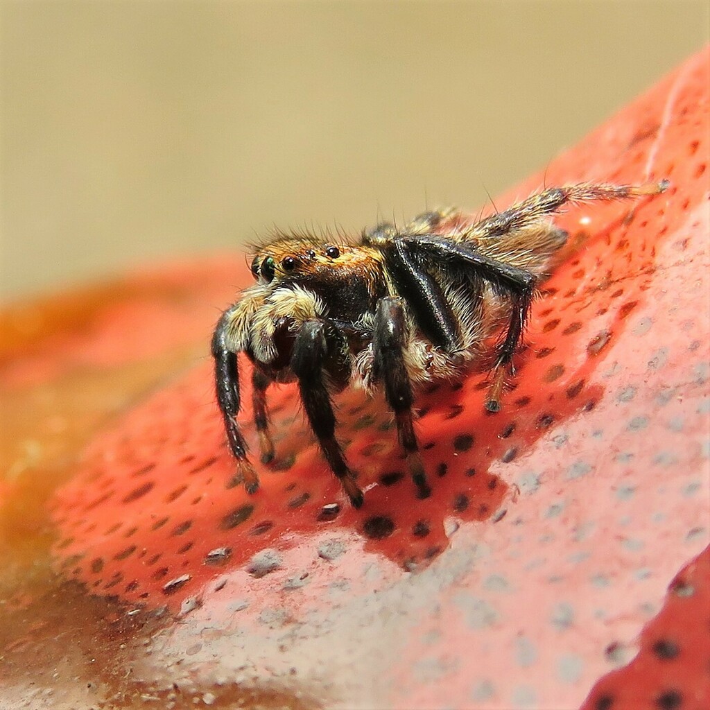 White Banded House Jumper from Wallaga Lake NSW 2546, Australia on ...