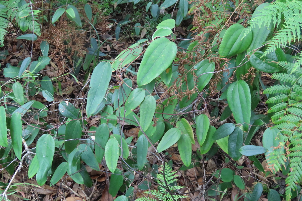 Sweet Sarsaparilla from Sydney NSW, Australia on January 23, 2023 at 12 ...