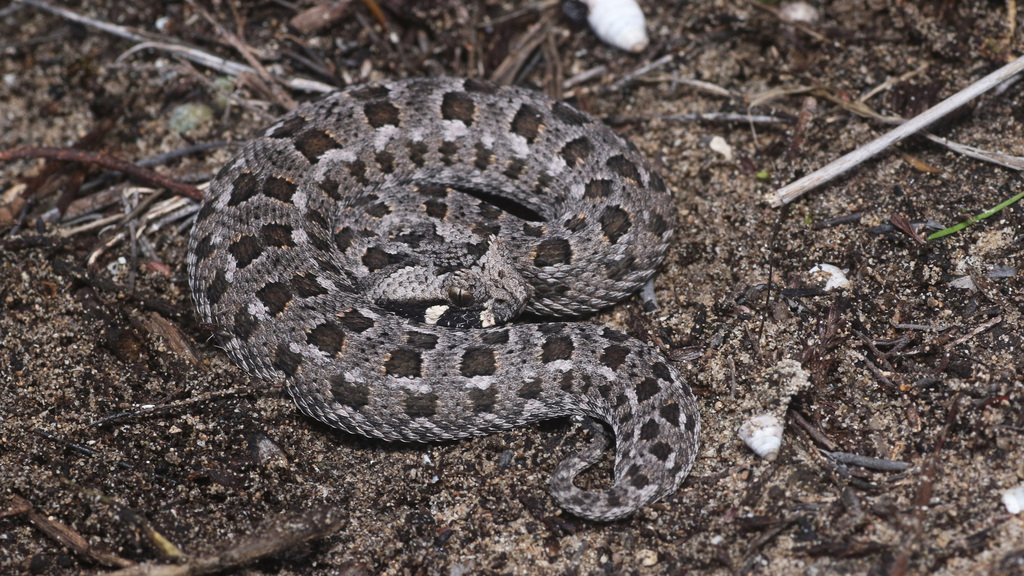 Southern Adder in February 2023 by Otto Bylén Claesson · iNaturalist